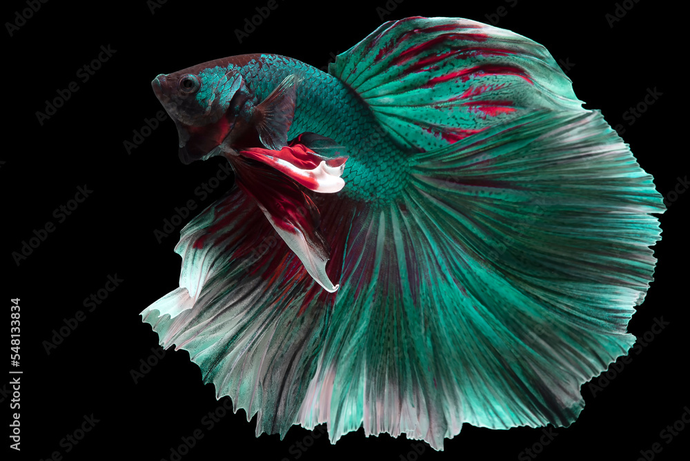 Beautiful movement of green betta fish, Siamese fighting fish, Betta ...