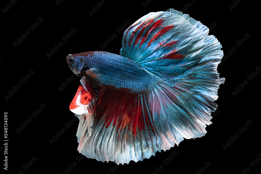 Beautiful movement of blue red betta fish, Siamese fighting fish, Betta ...