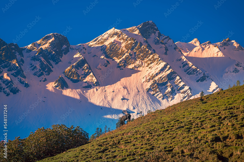 Landscape with snow. The snow-capped high mountain of the Himalayan ...
