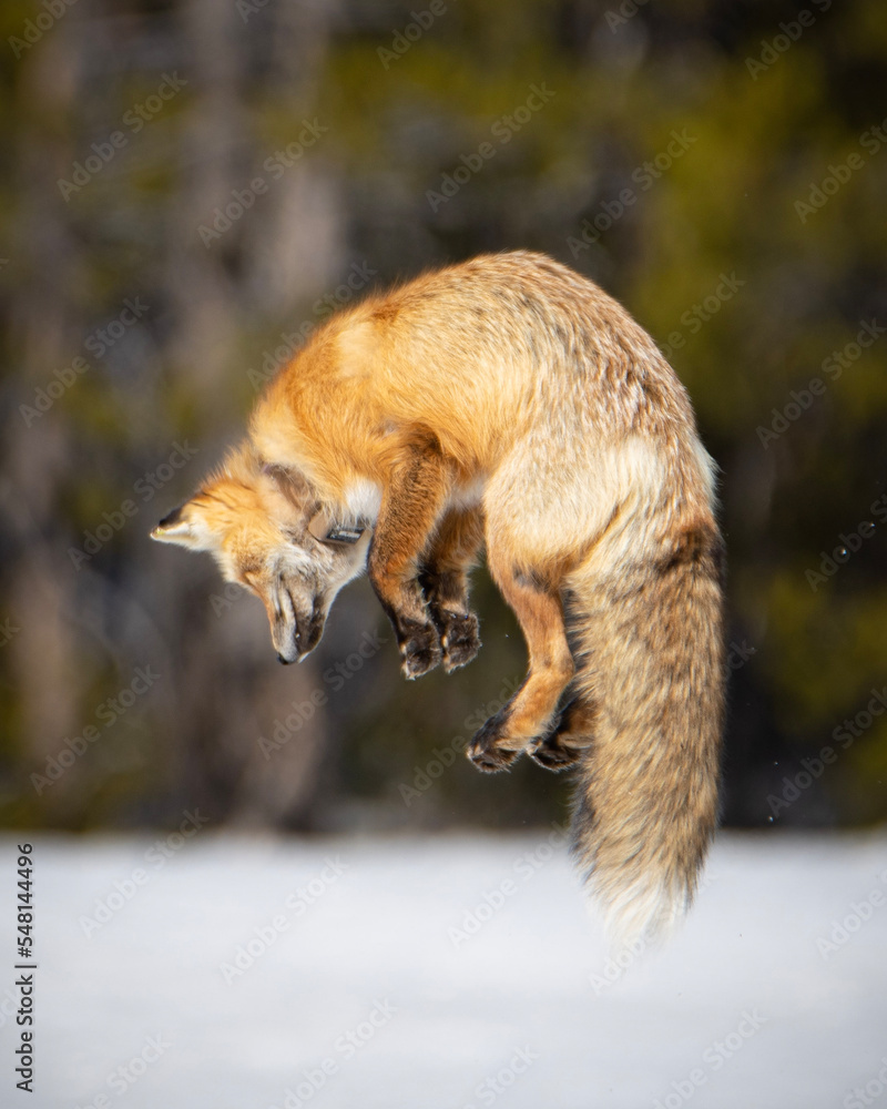 red fox jumping Stock Photo | Adobe Stock