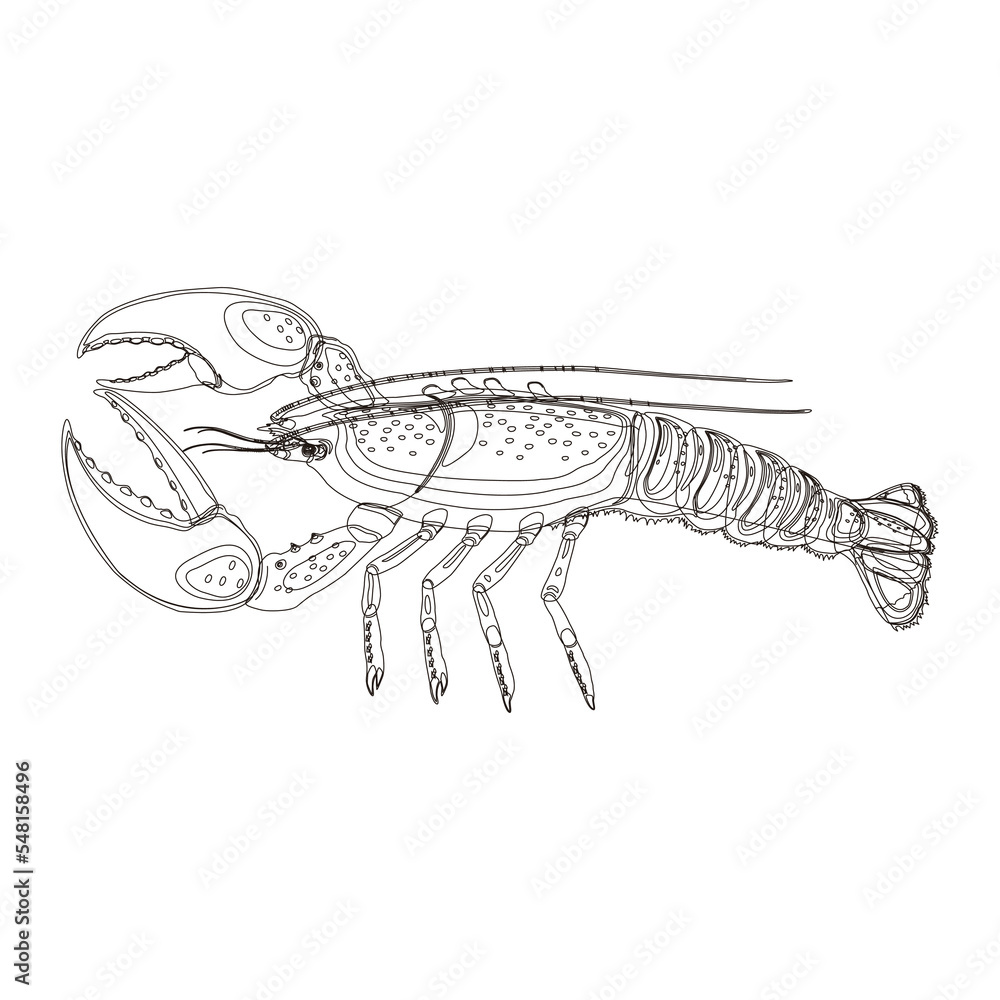Graphic vector lobster drawn in line art style. Sea and ocean creature ...