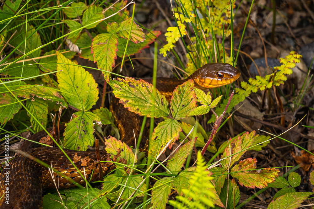 The head of a Garter snake (garden snake) peeks out of the grass. One ...