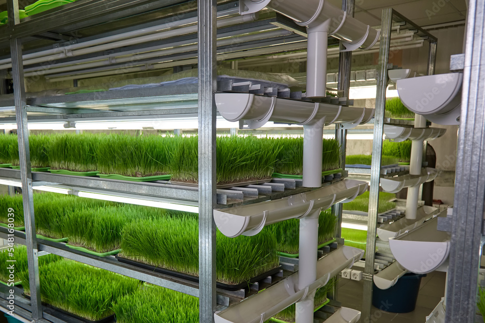 Racks with large plantations wheatgrass, grown for preparation green ...