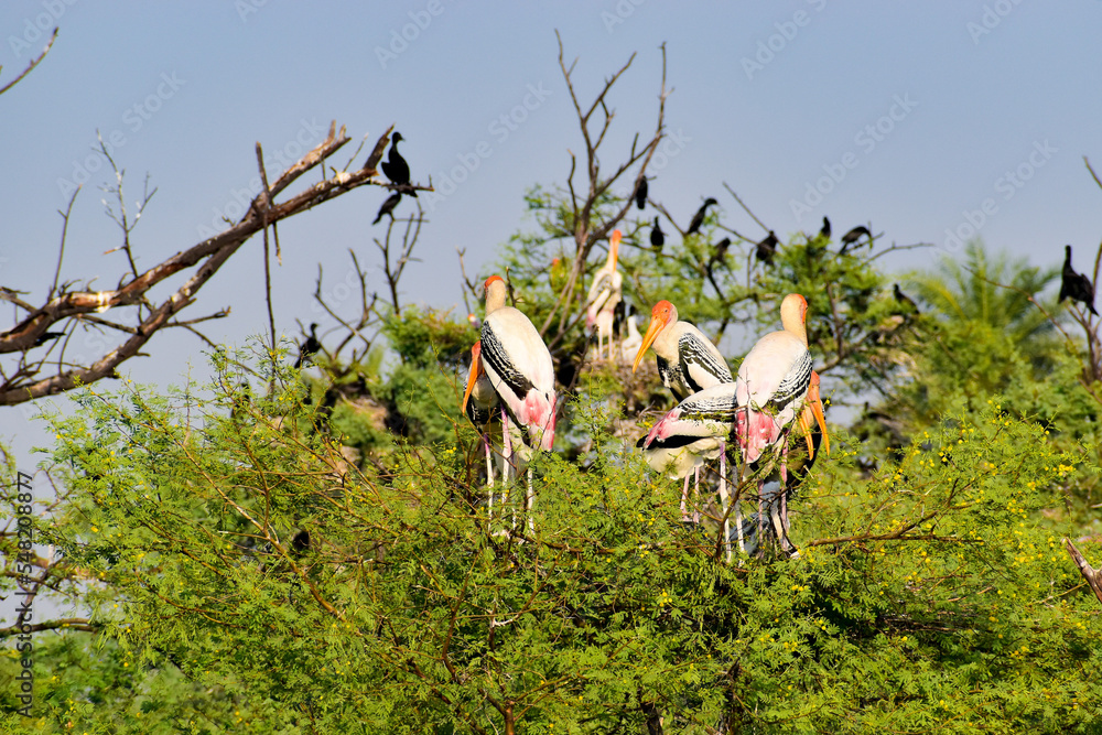 Group of Painted Stork with nest on the top of the tree in Bharatpur ...