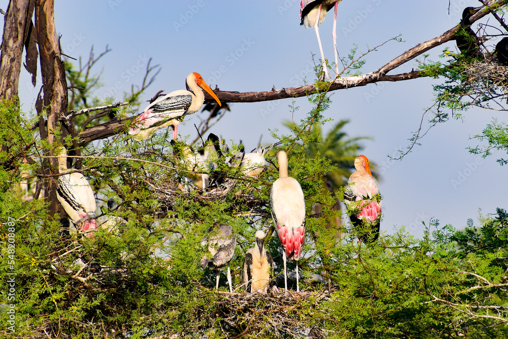 Group of Painted Stork with nest on the top of the tree in Bharatpur ...