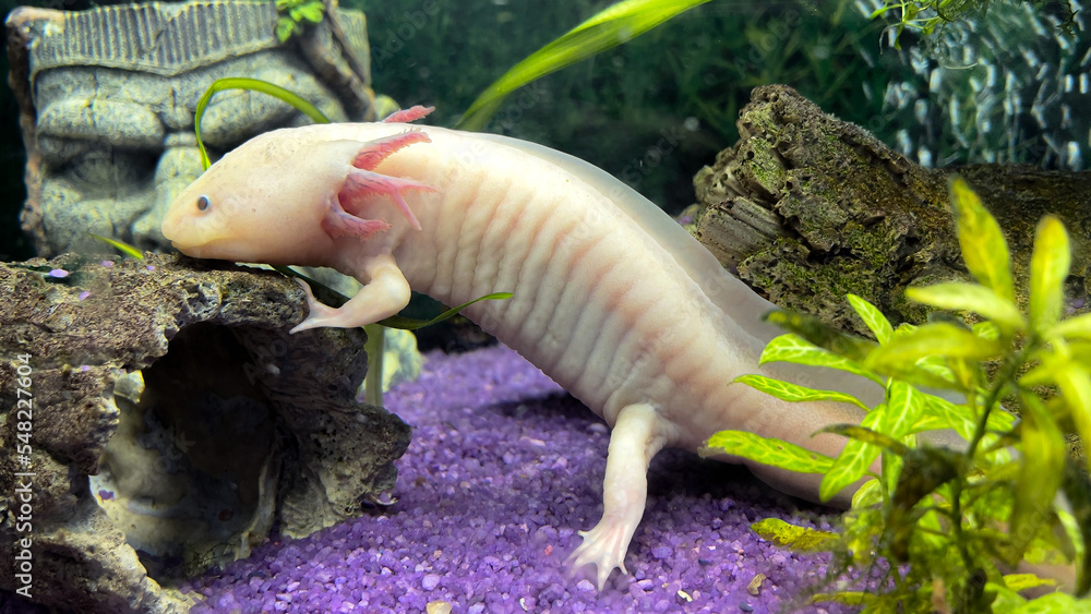 Axolotl Mexican underwater walking fish salamander in aquarium Stock ...