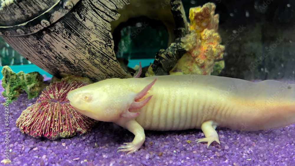 Axolotl Mexican underwater walking fish salamander in aquarium Stock ...