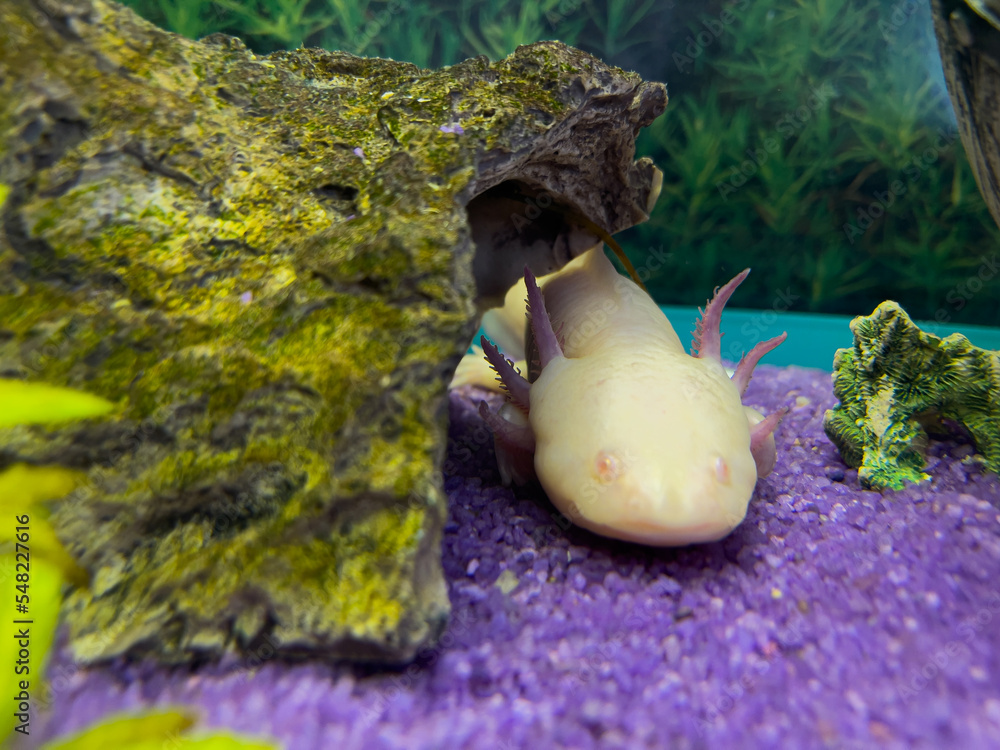 Axolotl Mexican underwater walking fish salamander in aquarium Stock ...