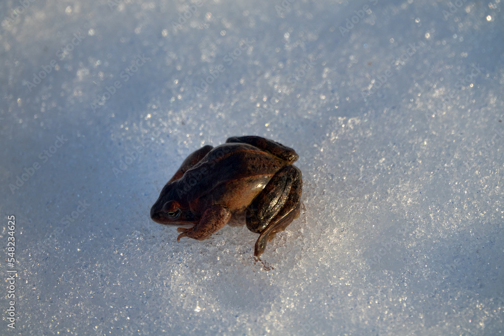 This yearling Moor frog (Rana arvalis) woke up in early spring and ...