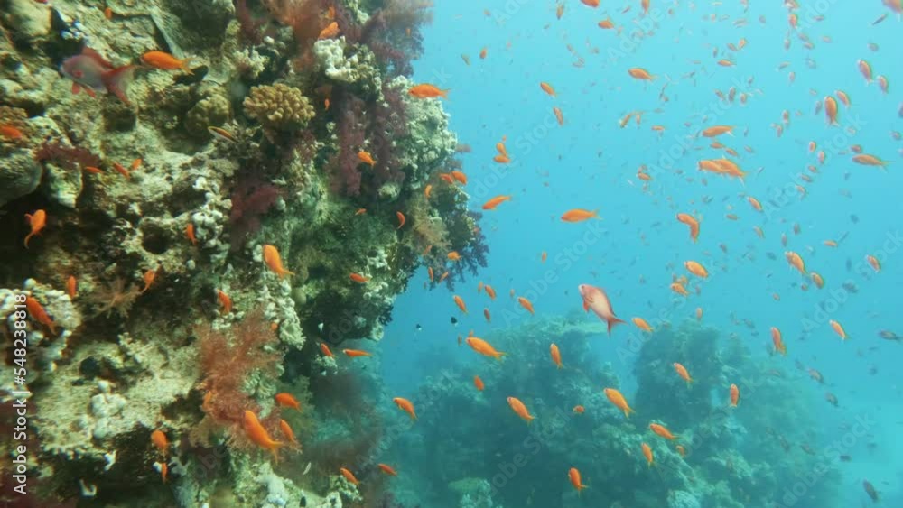 Sea goldie small fish species school swimming underwater in coral reef ...