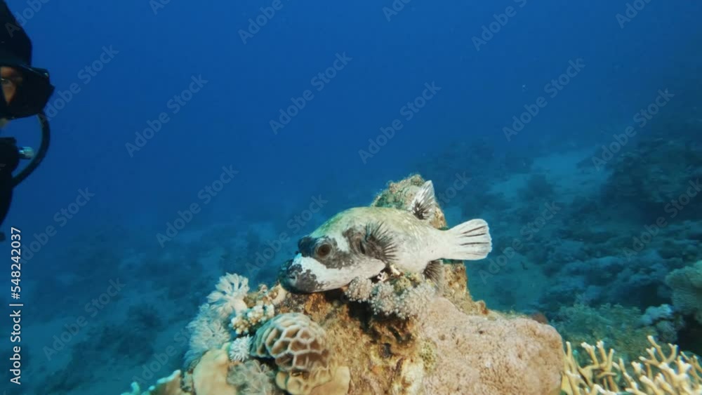 Scuba diver looking at masked puffer fish, exploring underwater ...