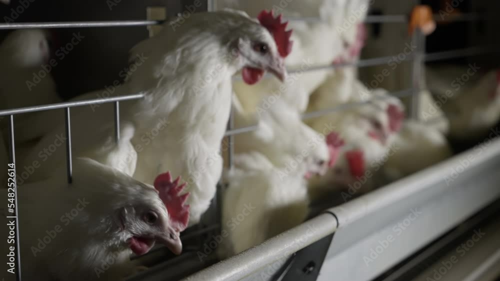 Raising birds for the production of poultry eggs and meat. Keeping ...