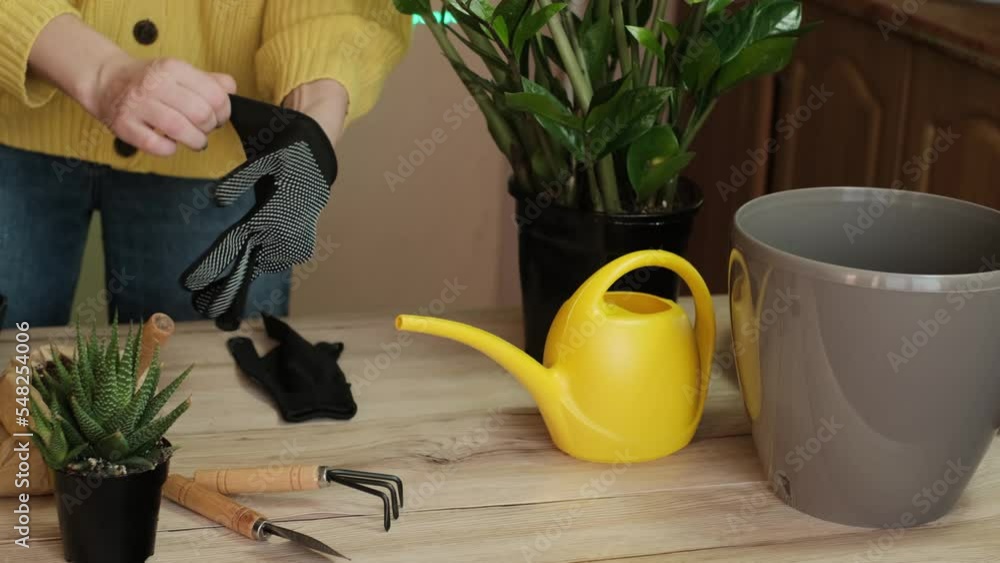 Close-up woman's hands are planting repotting indoor plants home ...