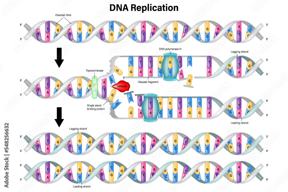 DNA Replication. DNA Polymerase enzyme syntheses. Leading strand and ...