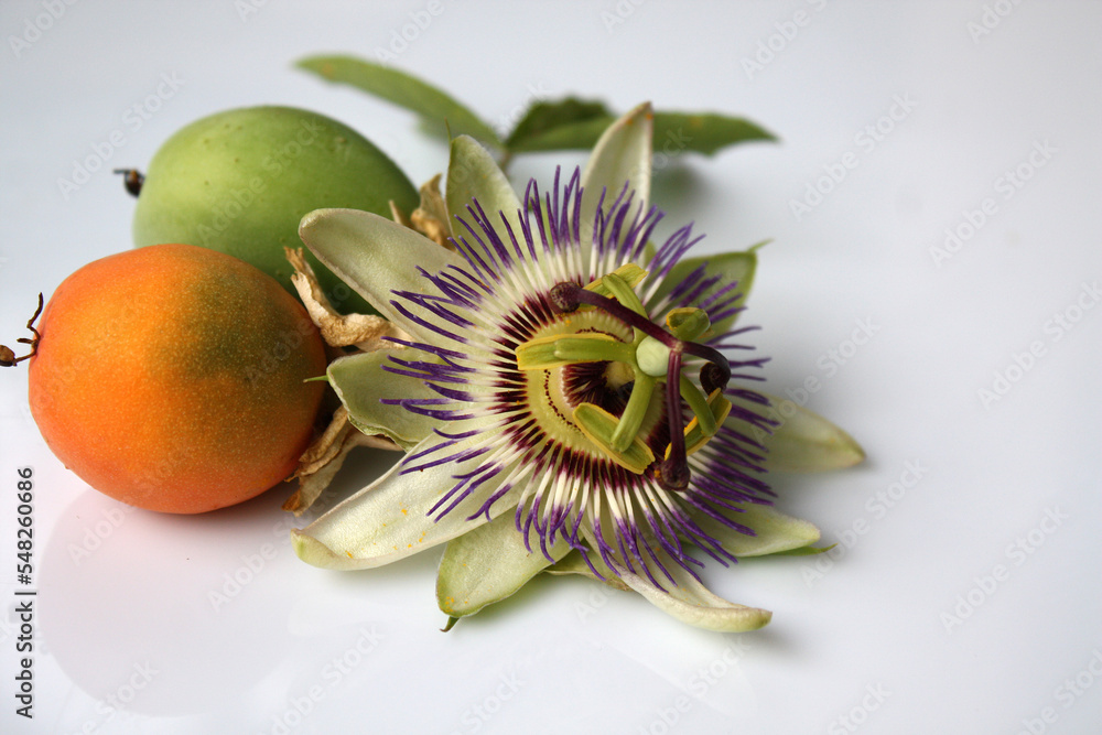 fleur et fruit de la passion Stock Photo | Adobe Stock