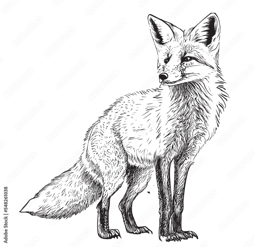 Sitting Red Fox Sketch