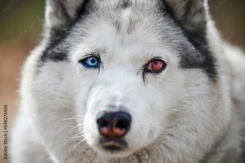 Siberian Husky dog with eye injury close up portrait, beautiful Husky ...
