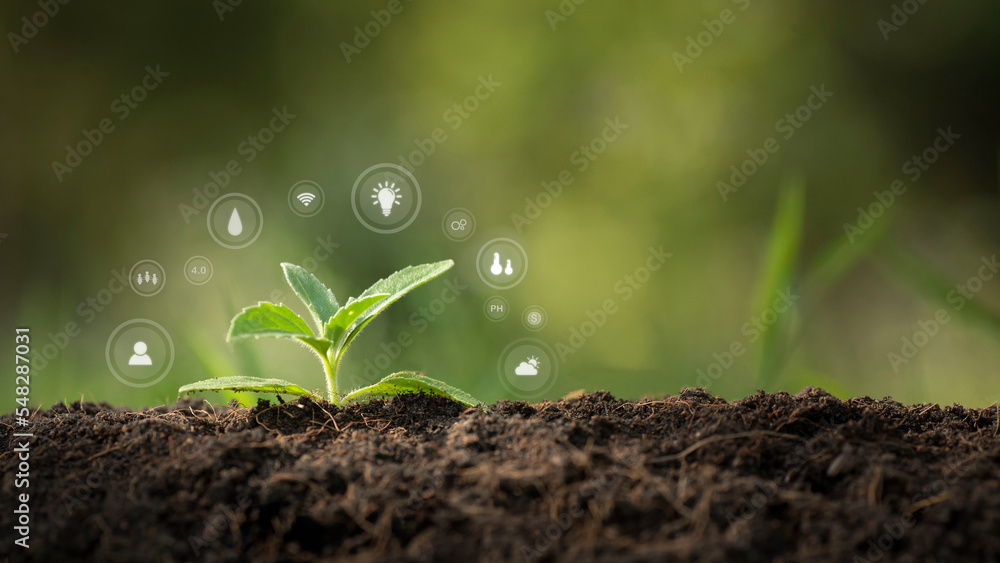 agricultural growth concept It has both the benefits of soil and plants ...