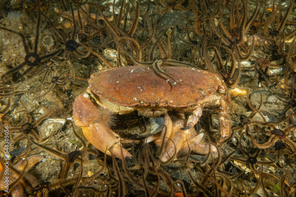 An edible crab in the wild sea spotted on a dive from Largs on the west ...