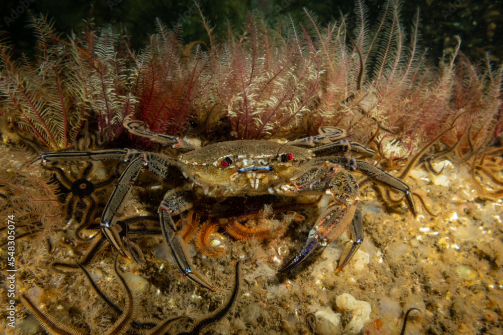 A velvet swimming crab in the clod waters of the UK with its ...
