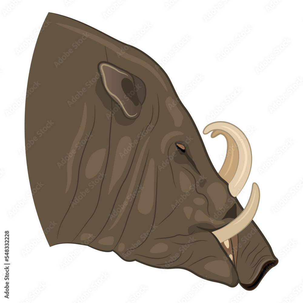 Head of Buru babirusa in profile. (Babyrousa babyrussa). Indonesian ...