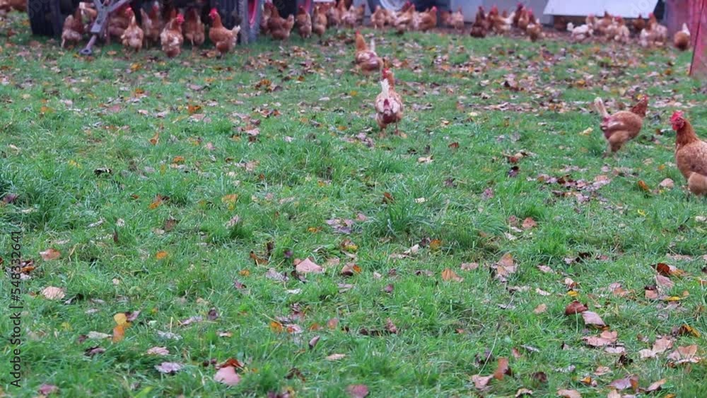 Mistreated chicken on free range chicken farm and stock breeding shows ...