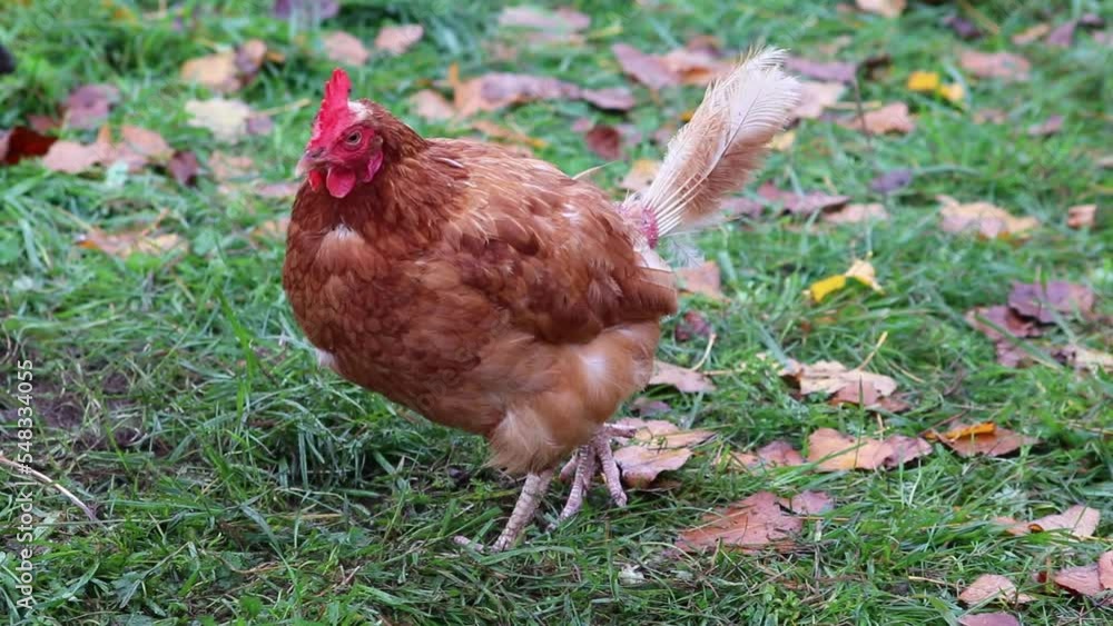 Mistreated chicken on free range chicken farm and stock breeding shows ...