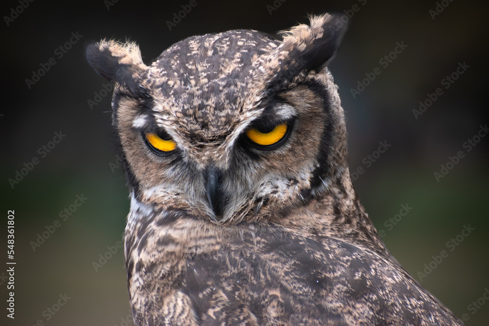 Buhos Stock Photo | Adobe Stock