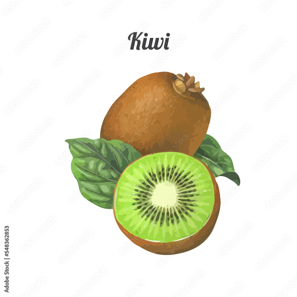 Watercolor hand drawn kiwi fruit and its parts isolated on white ...