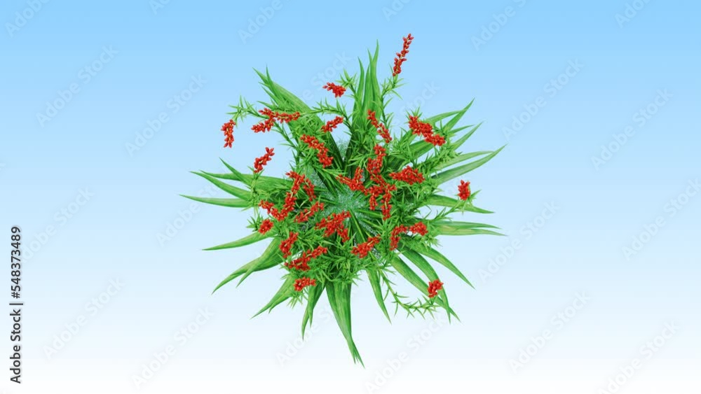 Montbretia flower on a white background 3D animation, Flowering shrubs ...