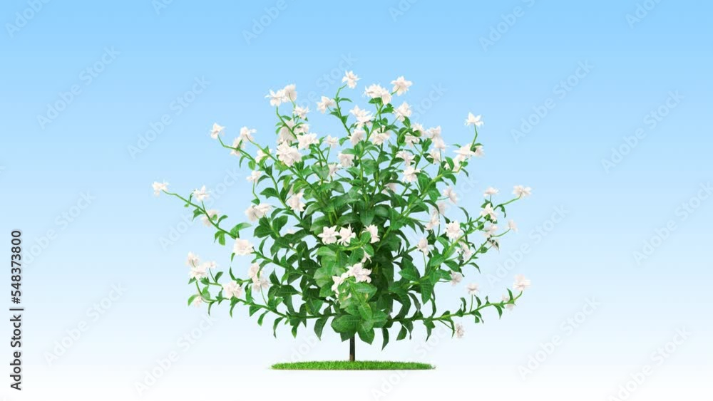 Gardenia flower on a white background 3D animation, Flowering shrubs ...