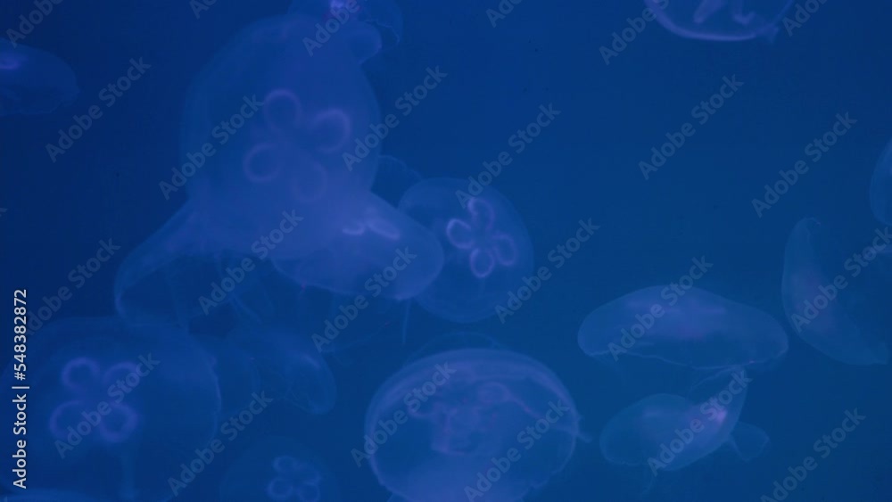 Flock round transparent jellyfish move slowly smoothly blue water ...