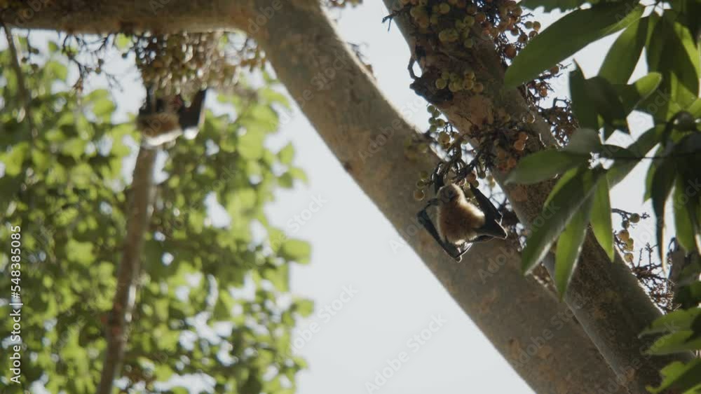 Vidéo Stock Side view of bat crawling up tree branch and picking out ...