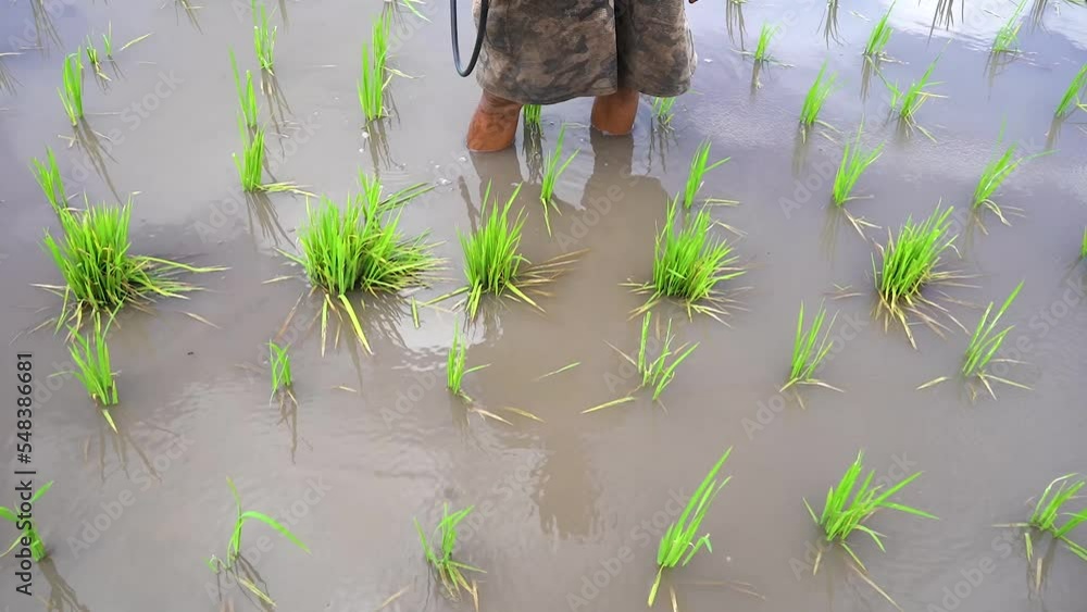 Plant. the process of spraying pesticides on rice plants. to control ...