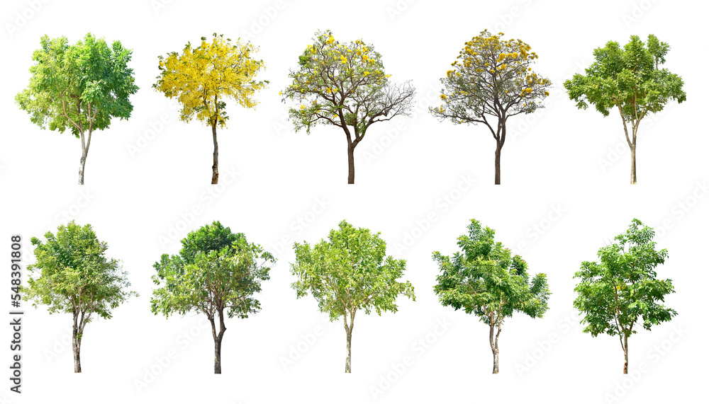 Collection Trees and bonsai green leaves. total 10 trees. (png) The ...