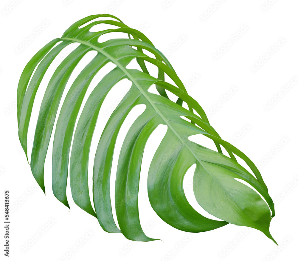 tropical jungle monstera leaves , Swiss Cheese leaf tree isolated on ...