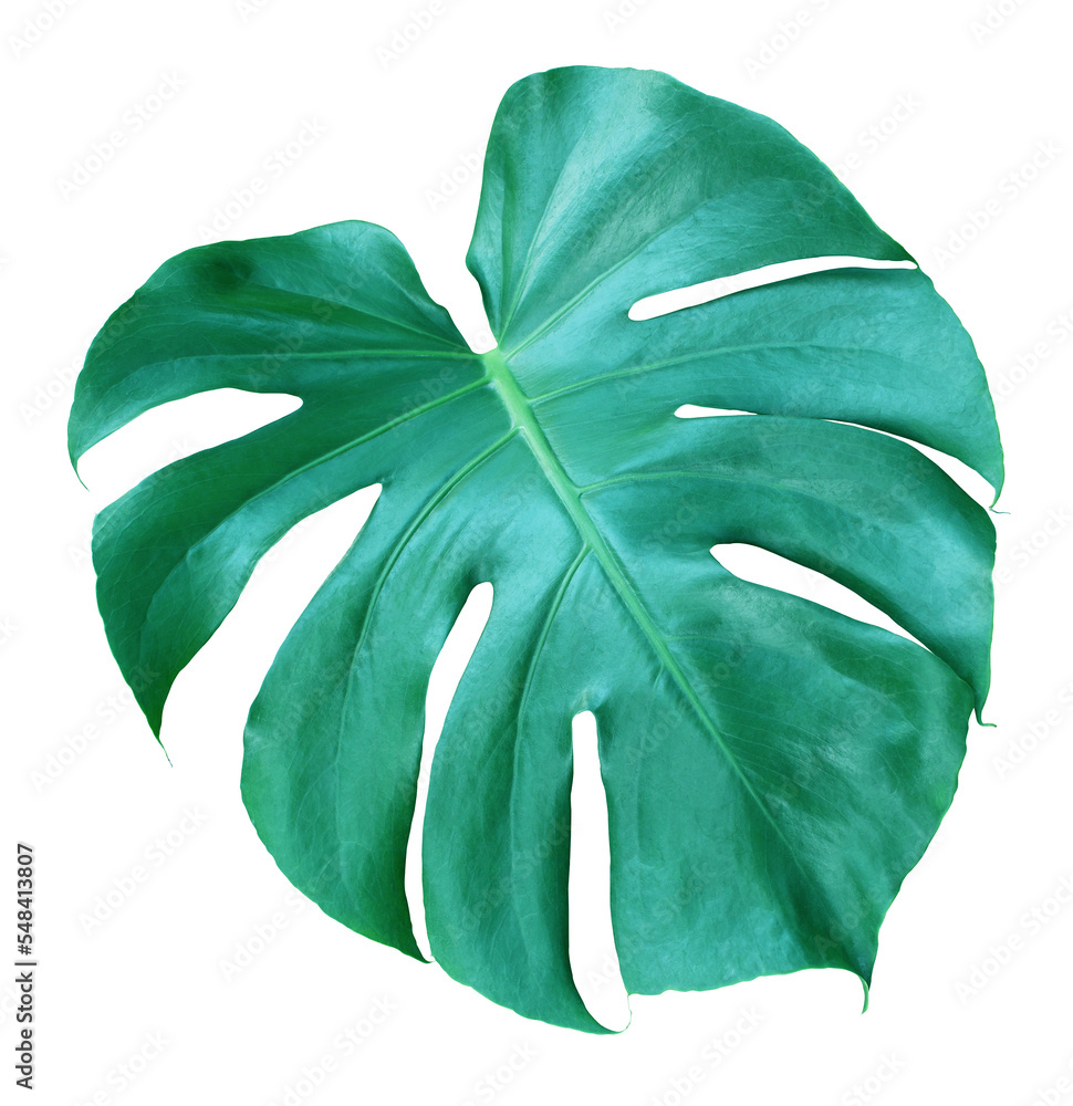 tropical jungle monstera leaves , Swiss Cheese leaf tree isolated on ...