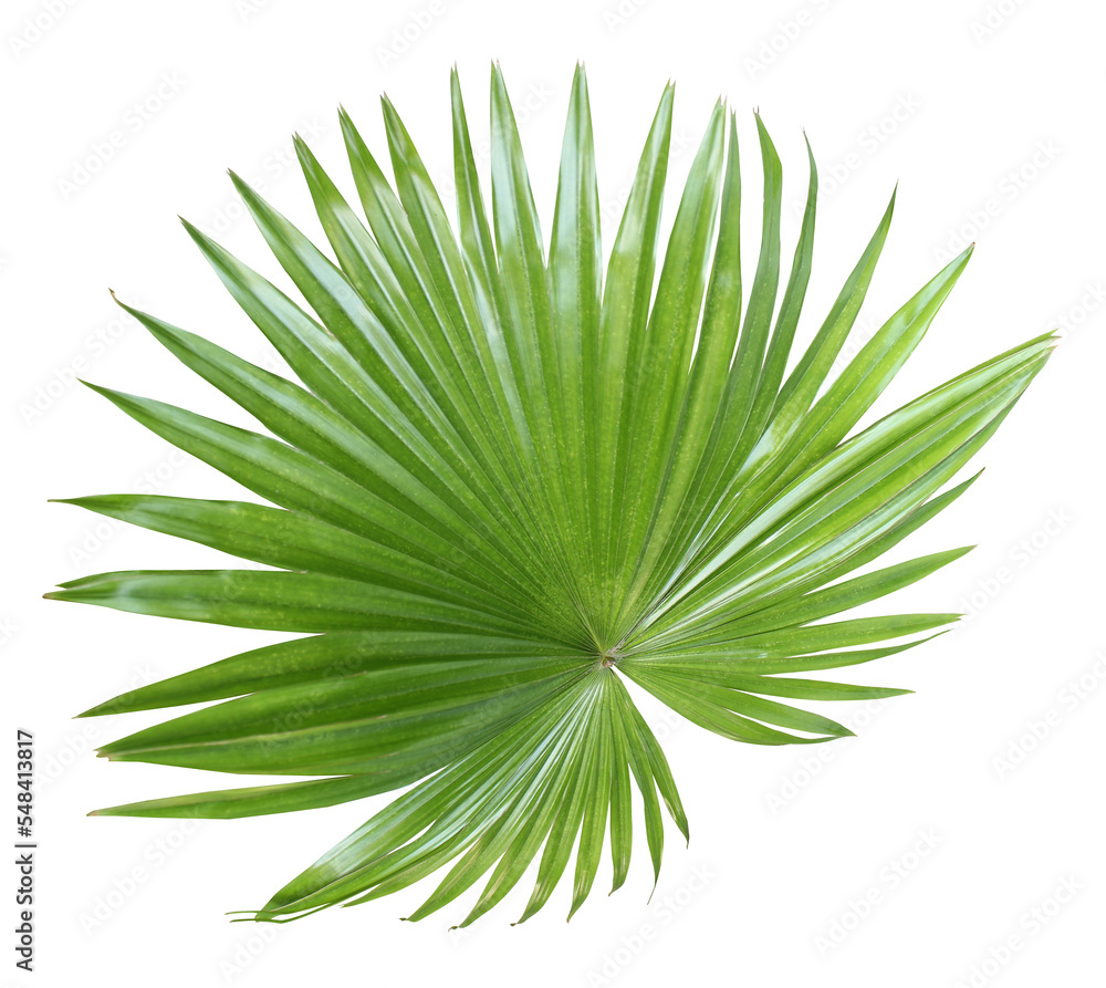 tropical nature green fan palm leaf on transparent background png file ...