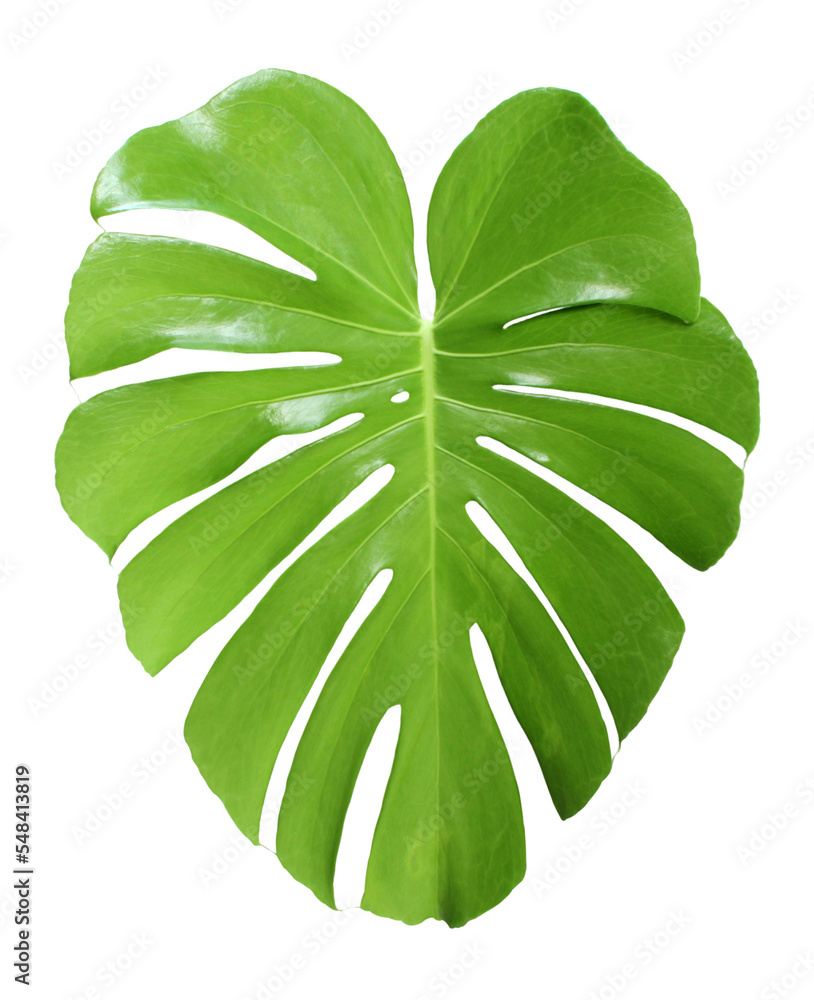 tropical jungle monstera leaves , Swiss Cheese leaf tree isolated on ...