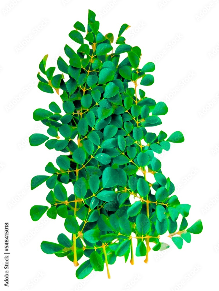 Moringa leaves moringa oleifera tree green leaf and small branches of ...