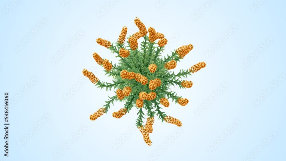 Lavandula flower on a white background 3D animation, Flowering shrubs ...