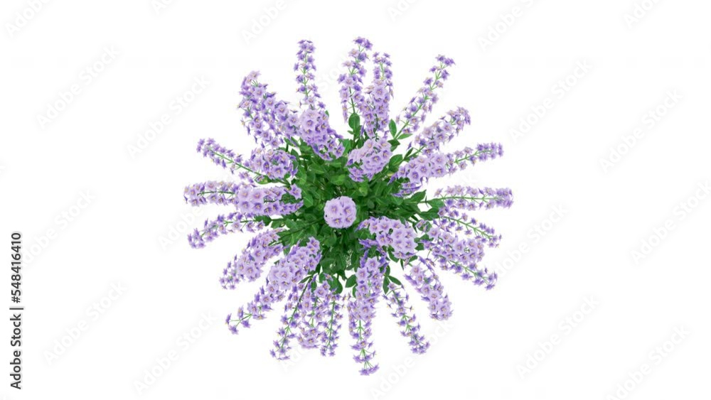 Leucophyllum flower on a white background 3D animation, Flowering ...