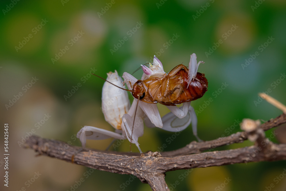 Mantis from family Sphondromantis (probably Spondromantis viridis ...