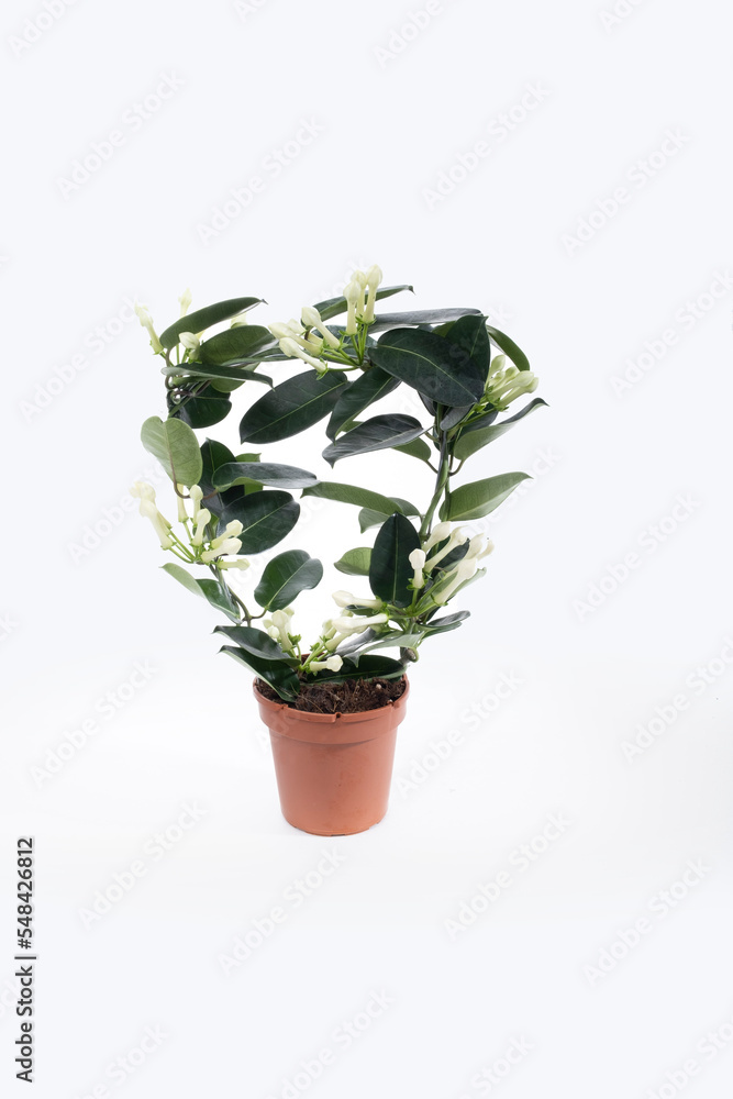 Stephanotis plant with arch-shaped white fragrant flowers in pot ... Stephanotis plant with arch-shaped white fragrant flowers in pot ...