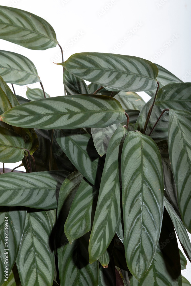 Ctenanthe setosa Compact Star and calathea setosa compact star Stock ...