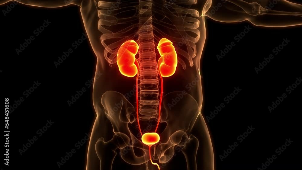 Human Urinary System Kidneys with Bladder Anatomy Animation Concept ...
