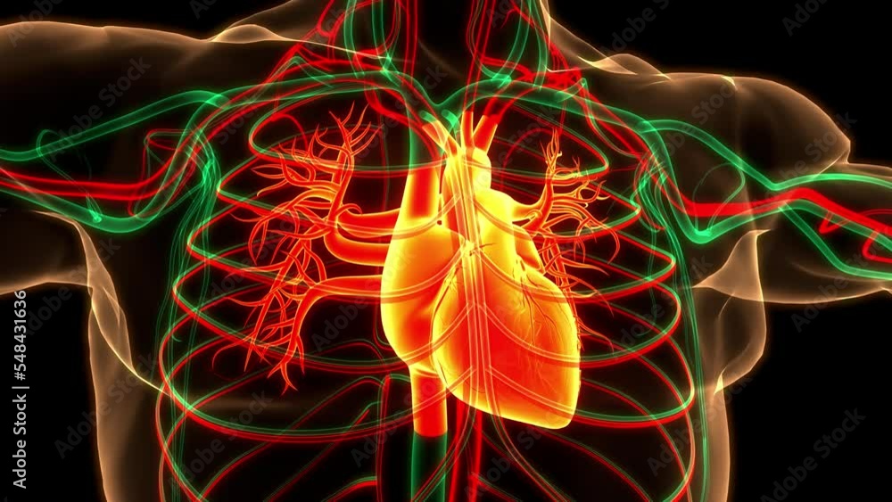 Human Circulatory System Heart Anatomy Animation Concept Stock ビデオ ...