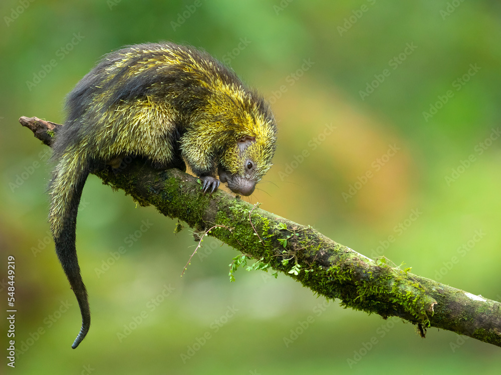 Mexican hairy dwarf porcupine or Mexican tree porcupine (Coendou ...
