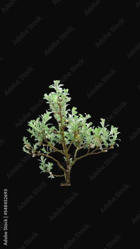 Time lapse of growing bonsai Helvetica tree with ALPHA transparency ...