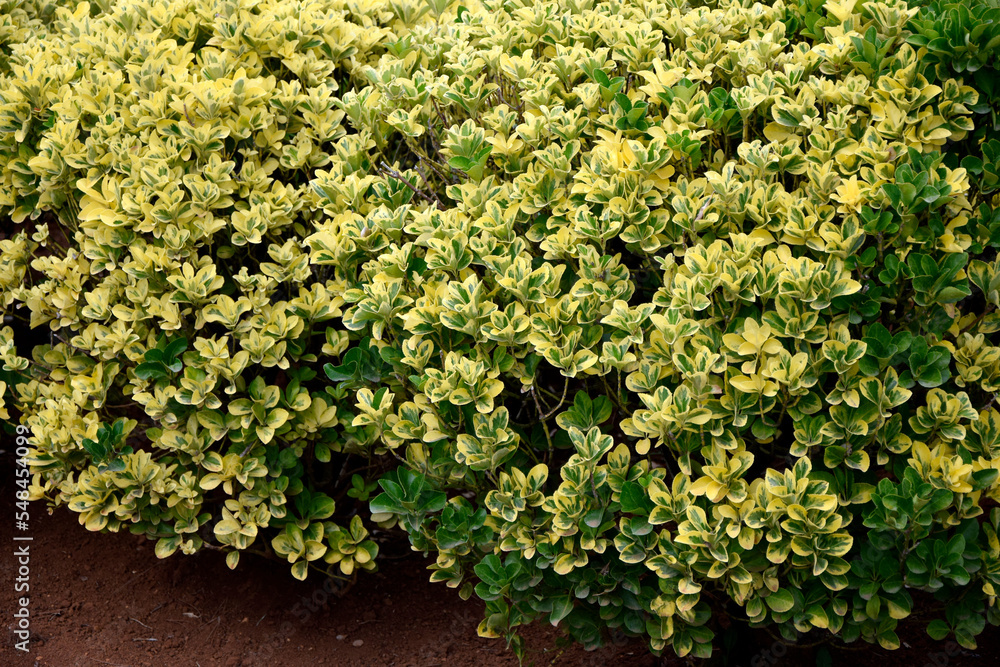 Japanese spindle in park. Spindle tree. Leaves background Stock Photo ...
